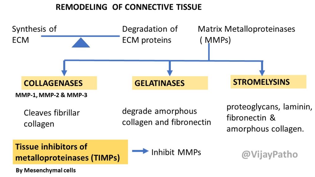 TISSUE REPAIR By Connective Tissue Deposition Angiogenesis Tissue