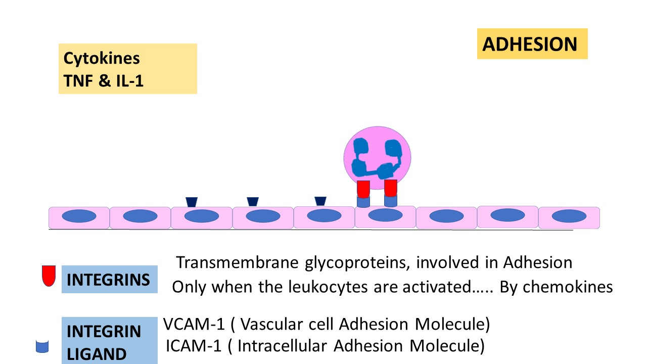 INFLAMMATION Part 2: Cellular Events- Leukocyte Recruitment ...