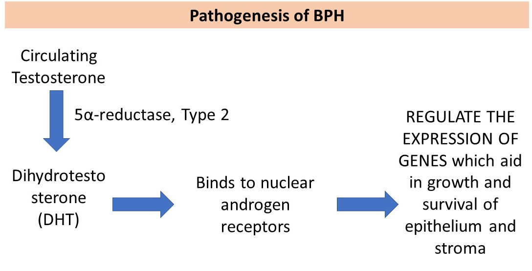 Benign Prostatic Hyperplasia (BPH) - Pathology Made Simple