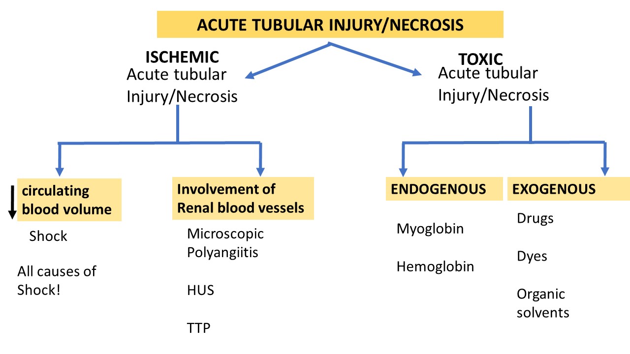 Pathology of Acute tubular injury/necrosis - Pathology Made Simple