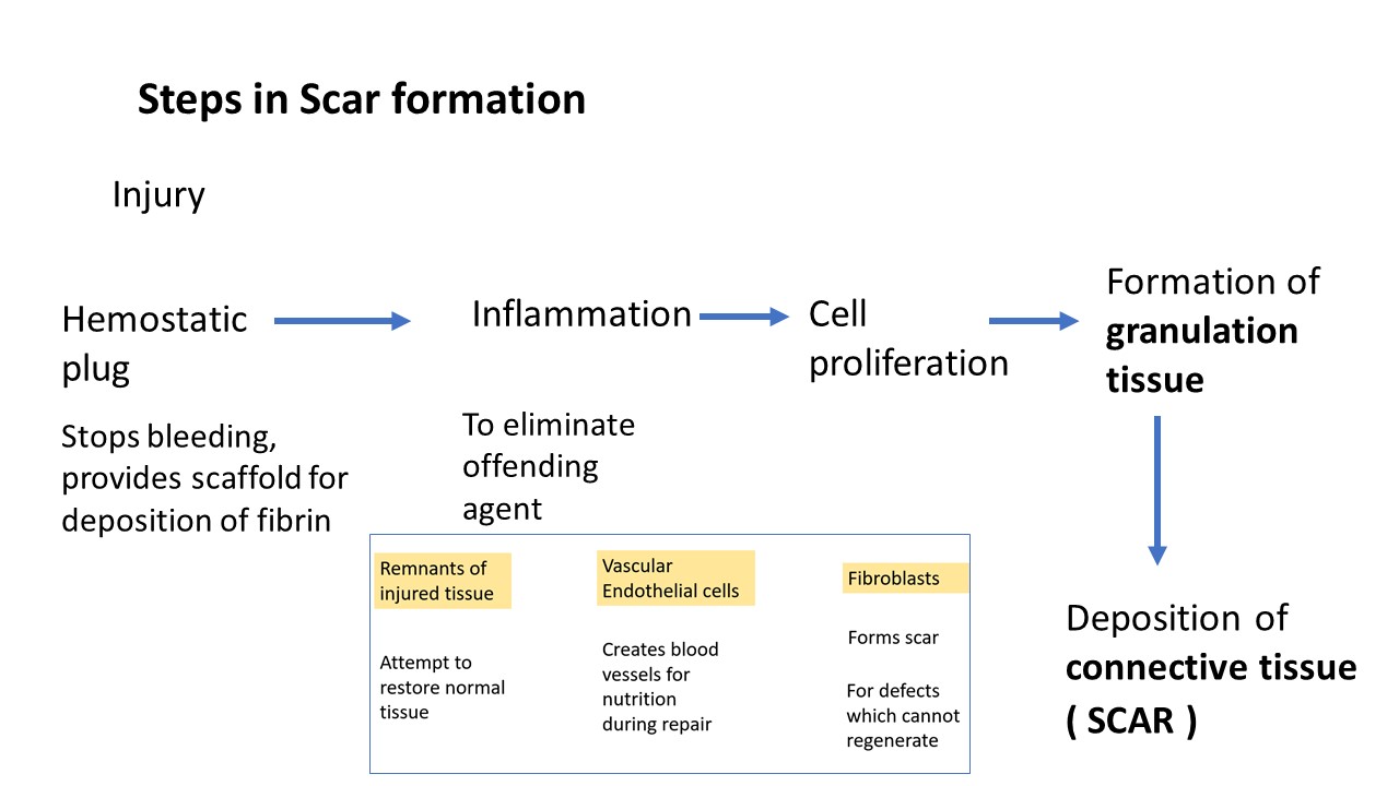 TISSUE REPAIR: By Connective tissue deposition. Angiogenesis & Tissue ...