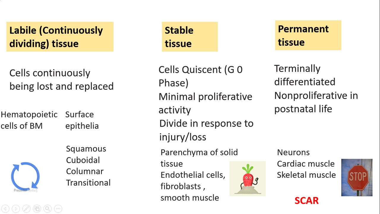TISSUE REPAIR: General concepts & Mechanism of Regeneration - Pathology ...