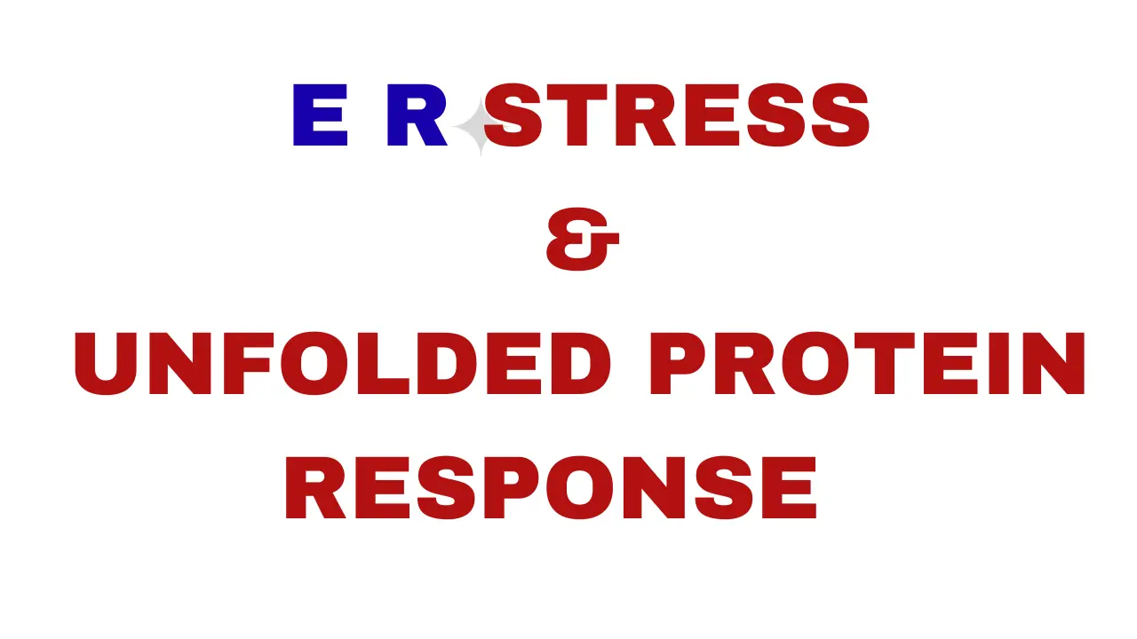 ER Stress & Unfolded Protein Response Explained